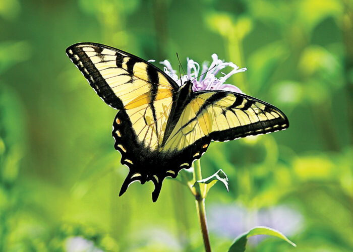 Tiger pause | News, Sports, Jobs - Altoona Mirror